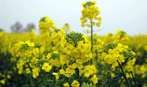 Kanola Nedir? Kanola Yağının Faydaları